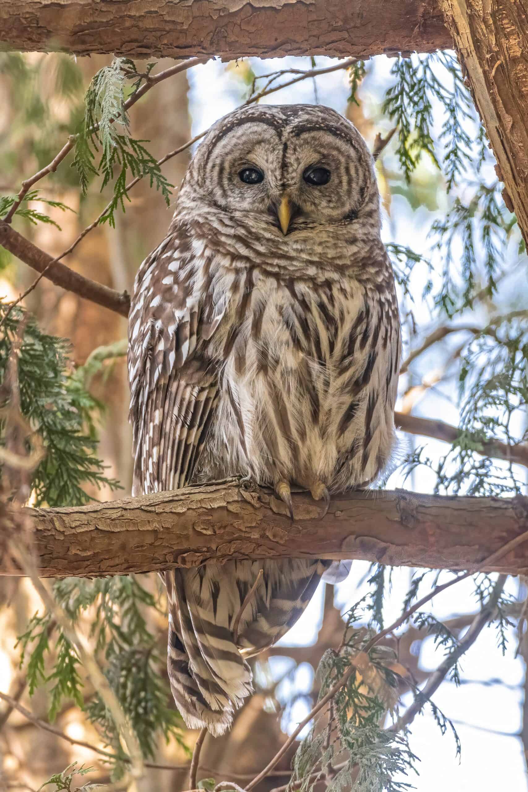 Discover 16 Types of Owls in North America | Owl Species Guide