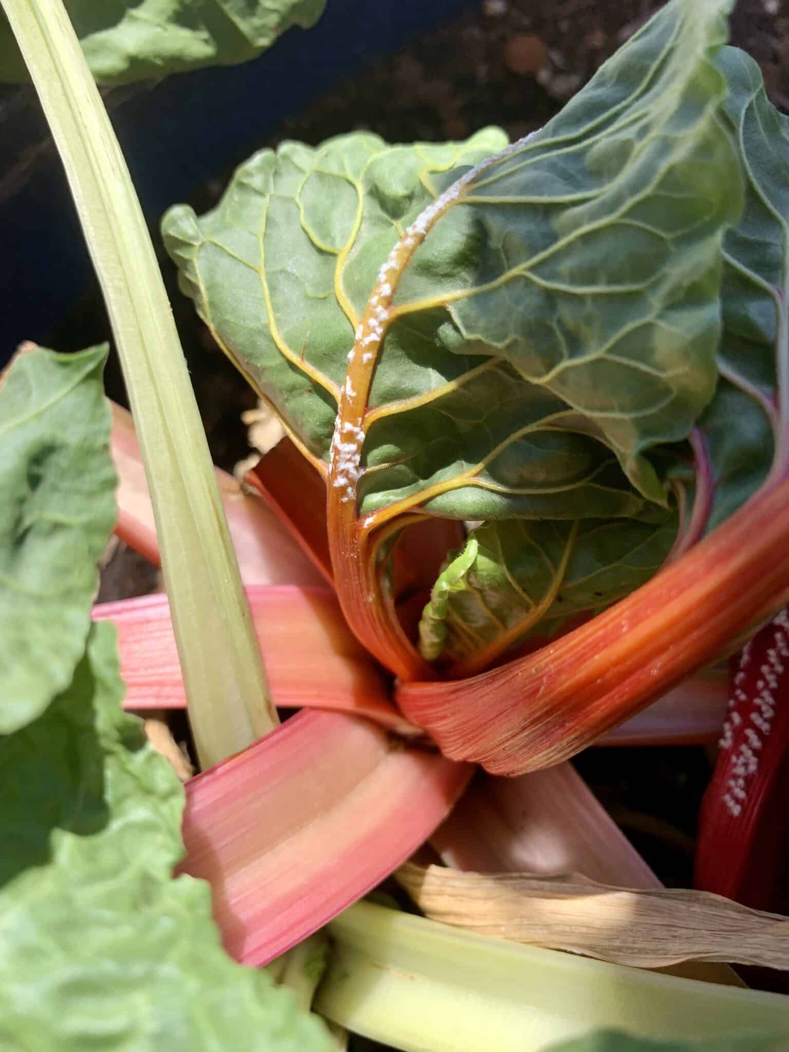 Growing Swiss Chard the Right Way the First Time