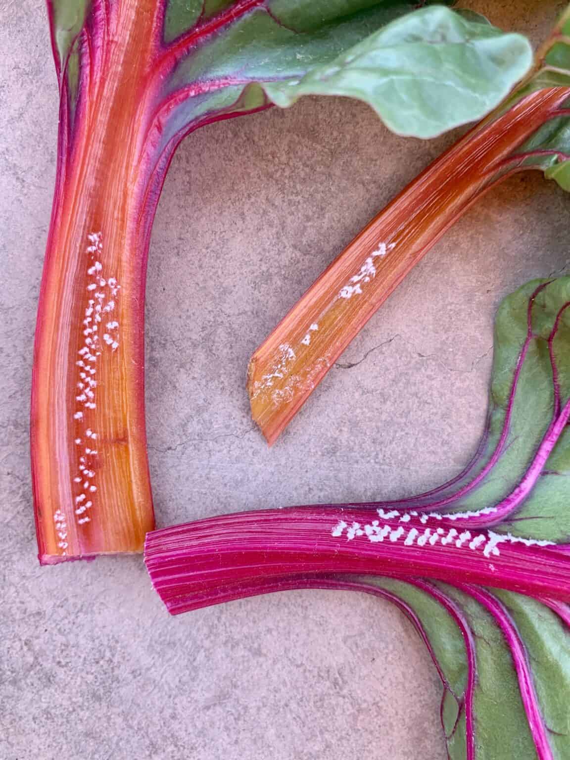 Growing Swiss Chard the Right Way the First Time - Rural Living Today