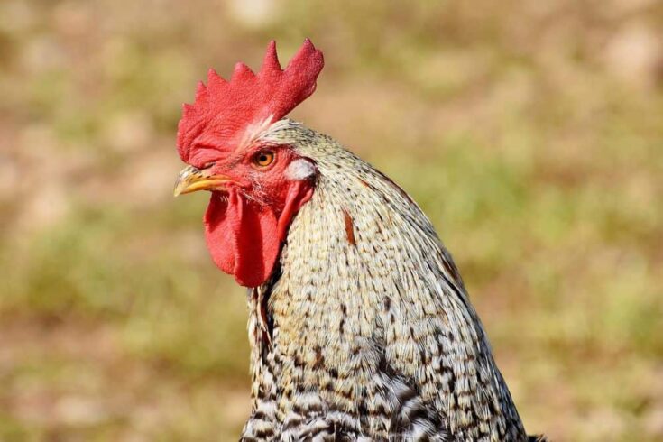 How Long Do Roosters Live: Factors that Affect Rooster Lifespan