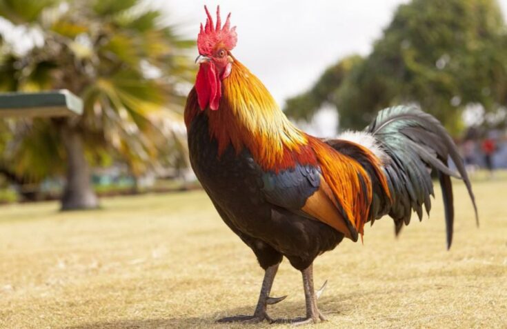 How Long Do Roosters Live: Factors that Affect Rooster Lifespan