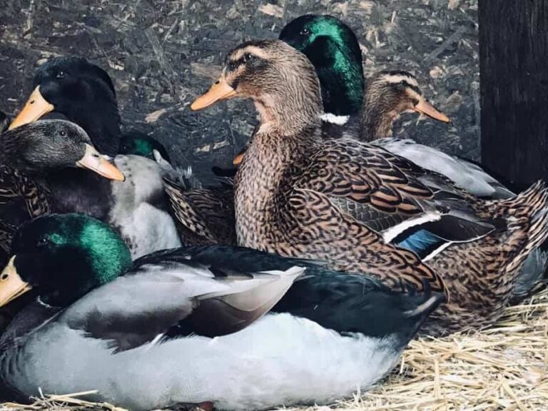 Rouen Ducks for Meat and Hobby Raising | Hardy and Friendly Breed