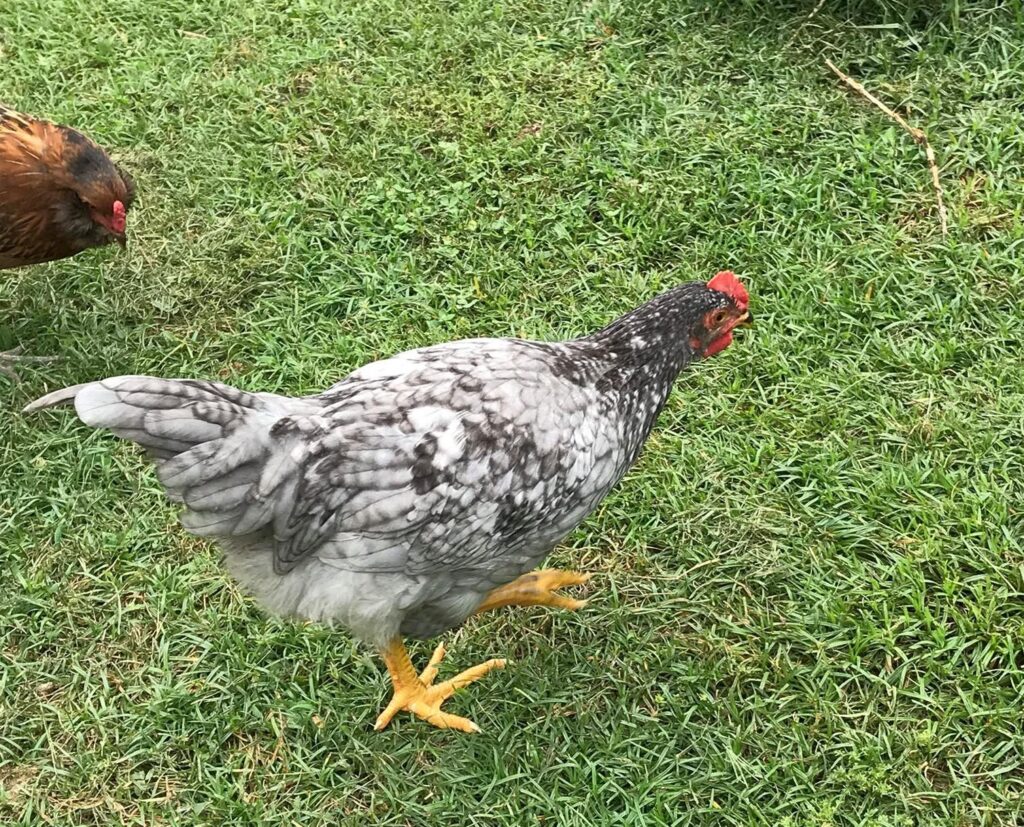 Sapphire Gem Chicken ~ Everything You Want in a Chicken