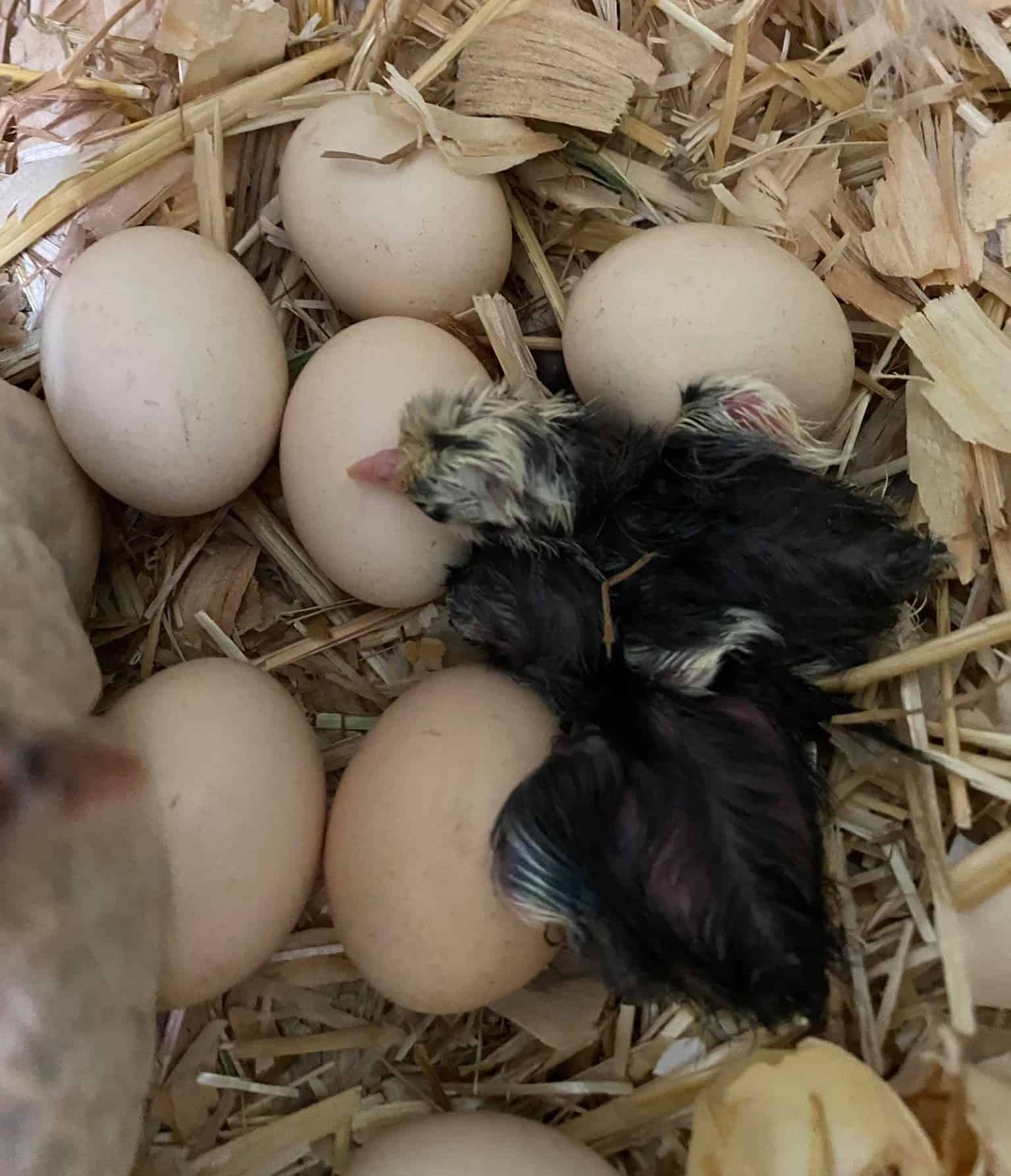 Serama Chicken Care Guide: Raising, Cost & Lifespan Tips