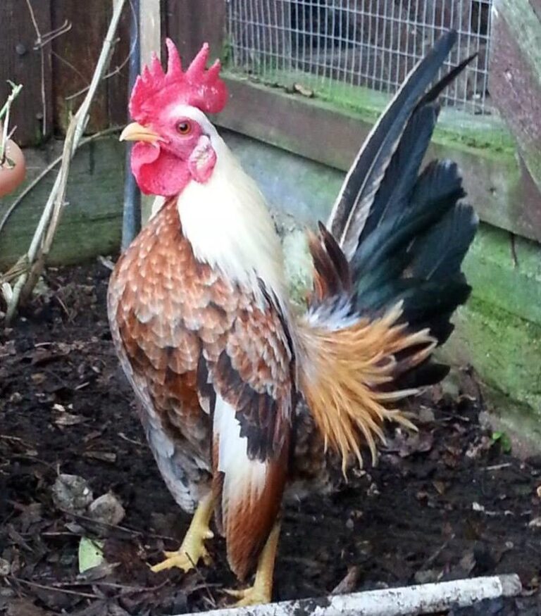 Serama Chicken: Reasons to Raise, Caring For, Cost & More