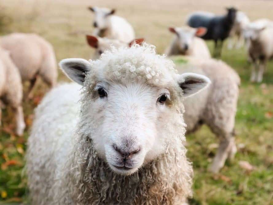 How to Milk a Sheep ~ A Step-by-Step Guide