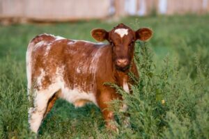 Shorthorn Cattle for Mighty Milk and Meat