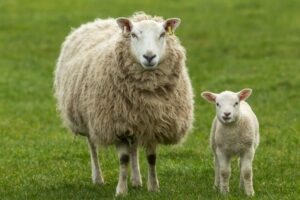 Texel Sheep Breed Guide: Meat, Milk, and Wool Production