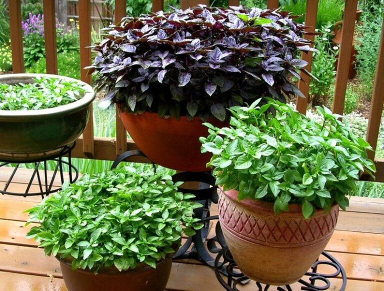 19 Types of Basil for Growing and Cooking | Basil Varieties Guide