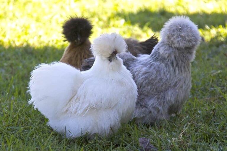 Blue Silkie Chicken: Fluffy Chickens for Your Homestead