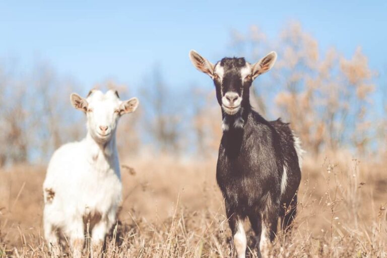 What Is a Wether Goat ~ Why Add Them to Your Farm