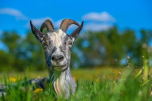 What Is a Wether Goat ~ Why Add Them to Your Farm