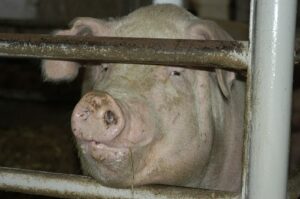 Chester White Pigs ~ All You Need to Know