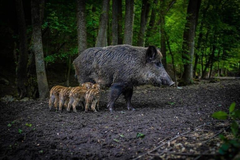 Hog vs Pig ~ What's the Difference? - Rural Living Today