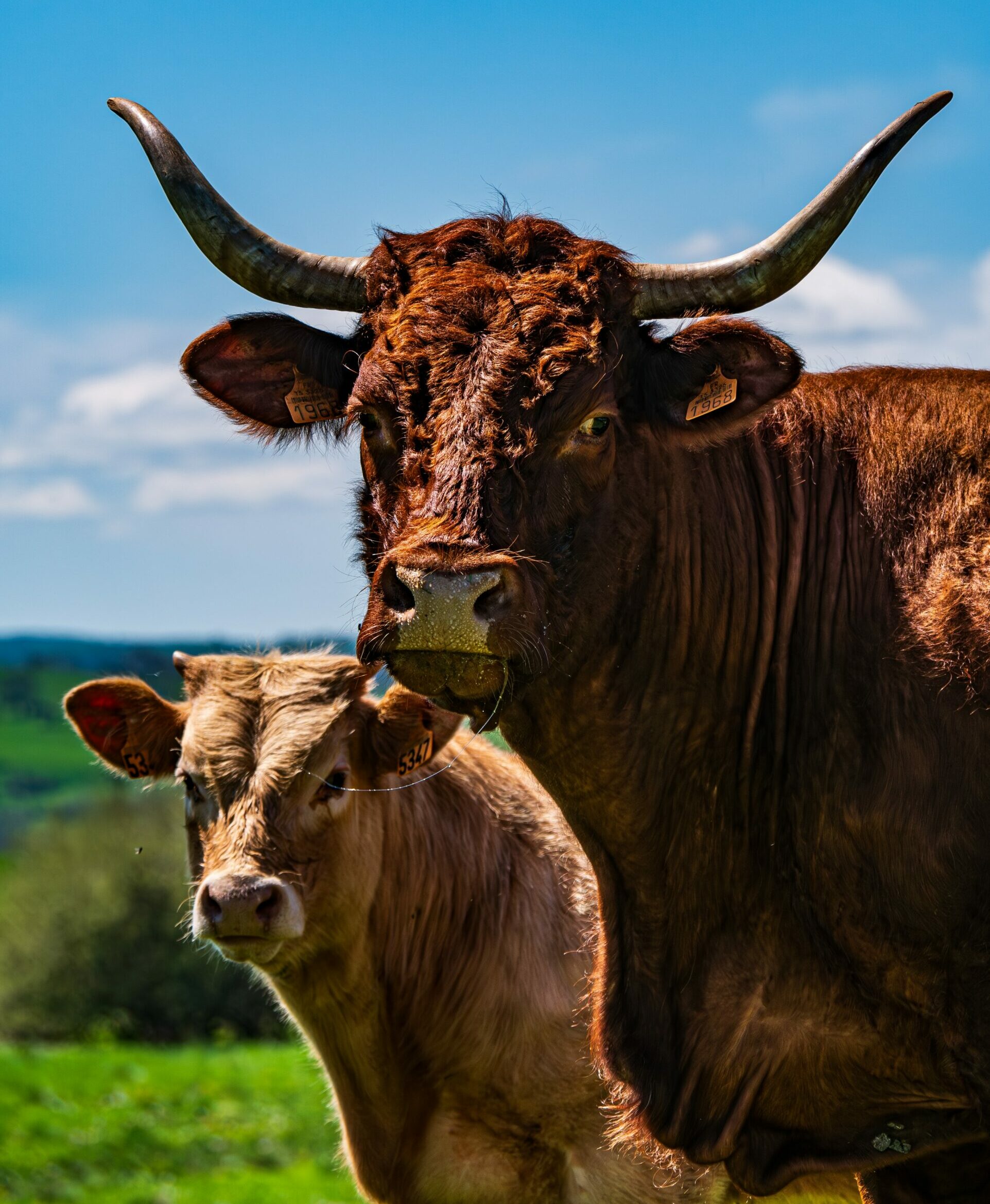 How Much Does a Cow Cost to Buy and What to Consider