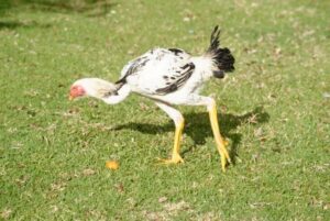 Shamo Chicken Traits, Uniqueness, and Aggression